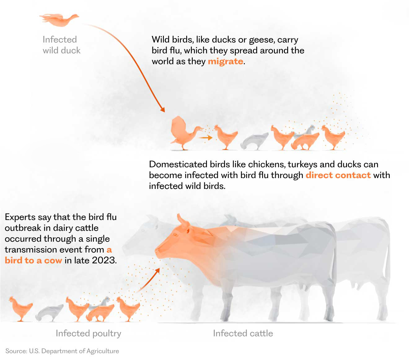 How Can Humans Catch Bird Flu? | TecScience