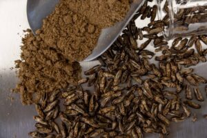 Crickets: The Newcomers to the Food Industry | TecScience