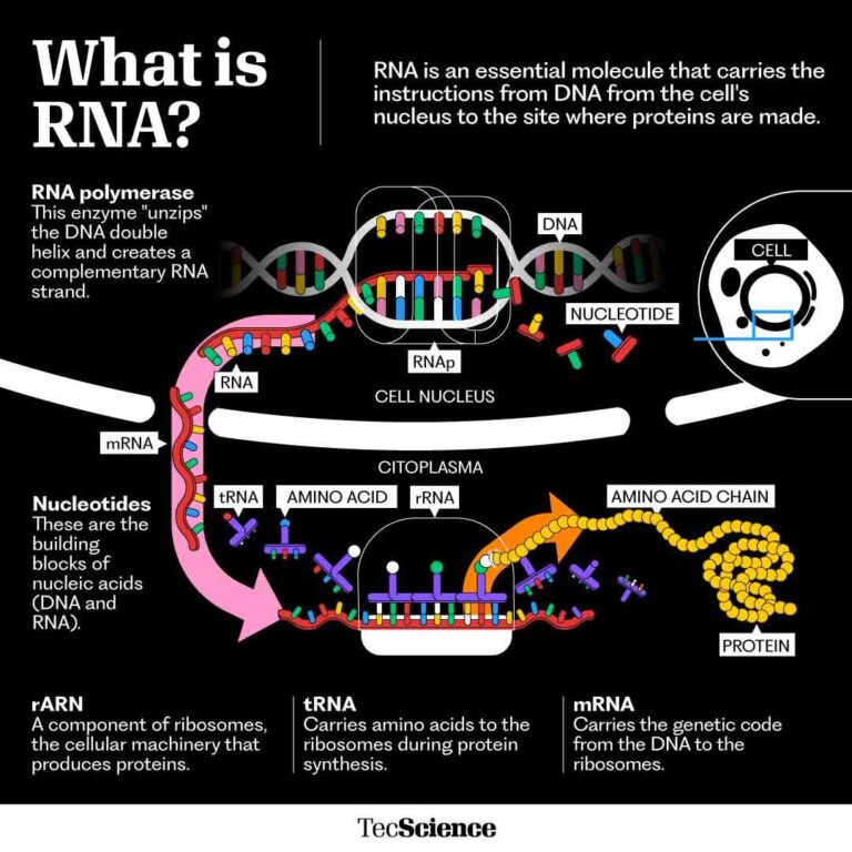 What is RNA and the Importance of the Studies | TecScience