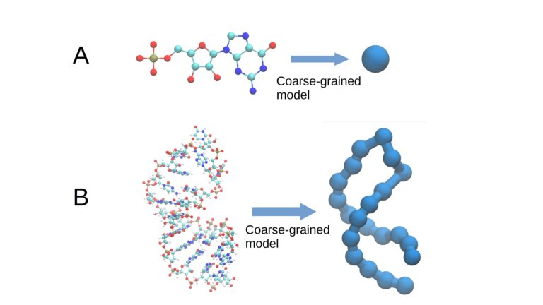Coarse-Grained RNA Modeling: What It Is | TecScience