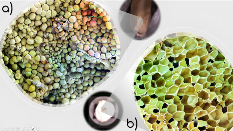 Popped Grains Flours | Tecscience