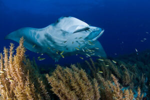 Genómica, satélites y microchips al rescate de la mantarraya gigante ...