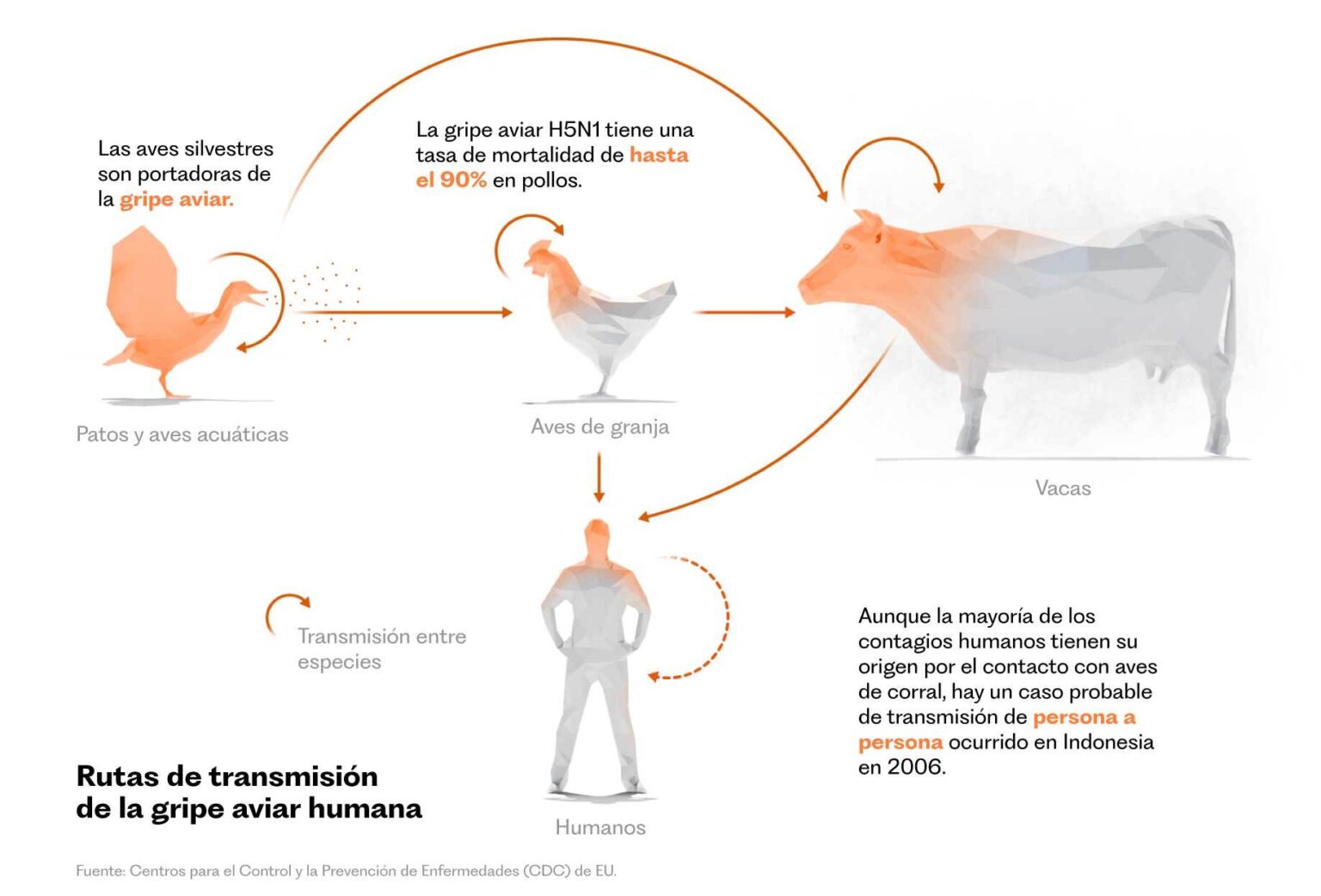 ¿Cómo se pueden contagiar de gripe aviar los humanos? | TecScience
