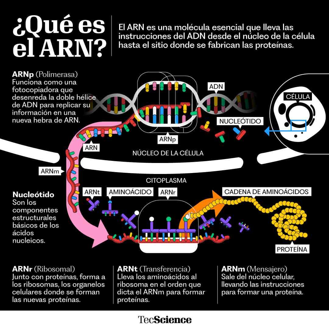 ¿Qué es el ARN? ¿Por qué necesitamos estudiar el ARN? | TecScience